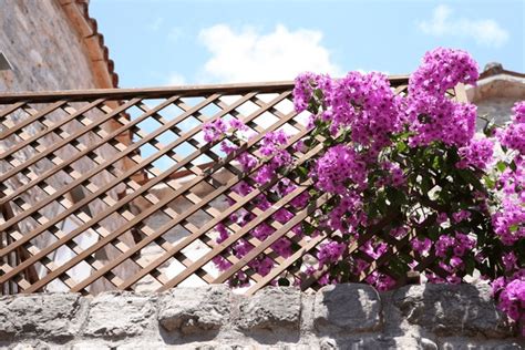 Bougainvillea Wall Trellis How To Prune Bougainvillea Tips From The