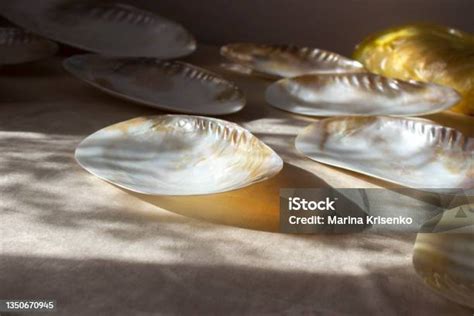 진주 굴 껍질 어떤 빛의 광선이 창에서 떨어지는 부드러운 노란색 빛 베이지 색 표면 마카베베 연마 된 표면 진주의 어머니로 반짝 조개 껍데기에 대한 스톡 사진 및 기타