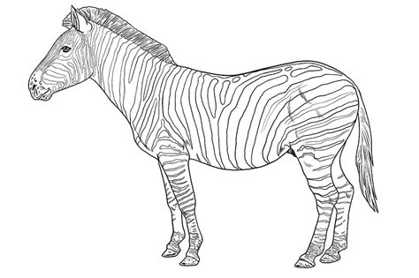Zebra Drawing