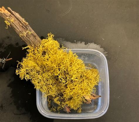 Bryophytes Flashcards Quizlet