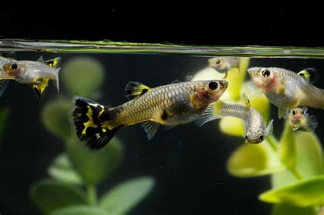 Pregnant Guppy Fish Giving Birth
