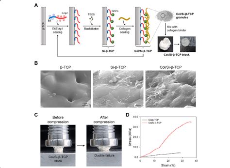 Preparation And Characterization Of The Colsi β Tcp Composite Block A Download Scientific