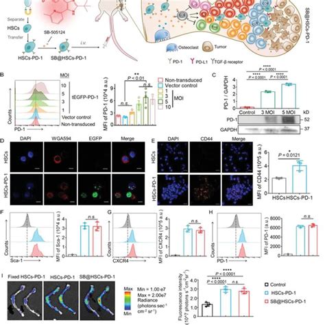 Characterization Of Hscs Loaded With Tgf‐β Inhibitors A Scheme Of The