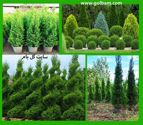 گل بام انواع کاج فروش انواع کاج