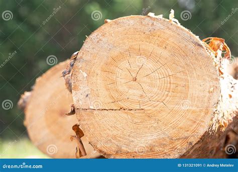 Logs In The Future Receding Into The Distance The Background Forest