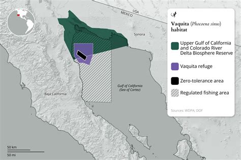 Efforts To Save The Vaquita From Extinction
