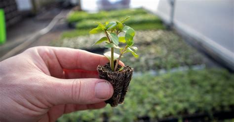 Urban Herbs Shop