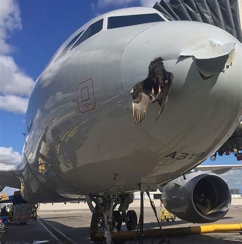 Un Pájaro Impactó Contra Un Avión De American Airlines Y Quedó
