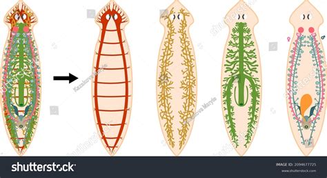 38 рез по запросу «the Reproductive System Of Flatworms — стоковая векторная графика