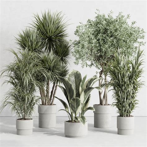Indoor Plant Set 414 Plant Ficus Elastica Tree Pal 3d Model For