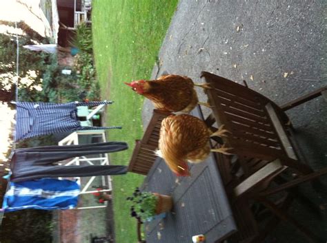 Cheeky Chooks