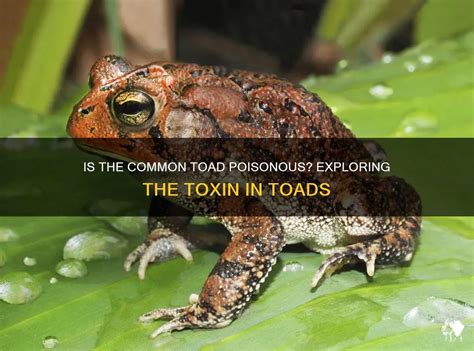 Is The Common Toad Poisonous Exploring The Toxin In Toads Petshun