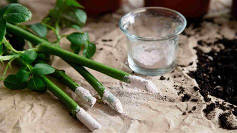 Types Of Rooting Hormones And How To Use Them For Plant Propagation