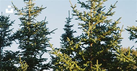 푸른 하늘을 배경으로 한 소나무 나무 사진 Unsplash의 무료 숲 이미지