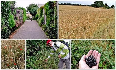 Faversham To Conyer And Teynham Mifotolife