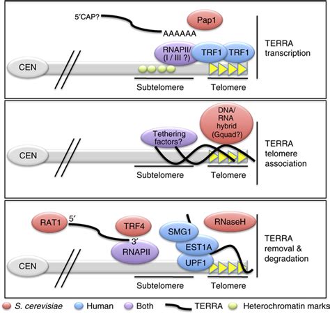 TERRA Telomeric Repeatcontaining RNA The EMBO Journal