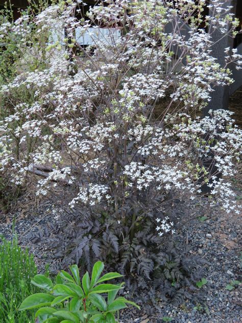 Seminte Si Plante De Gradina Hobby Hasmatuchi Purple Anthriscus