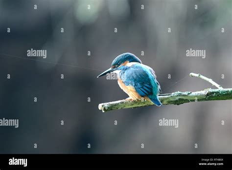 Kingfisher Kingfishers Rackenvögel Birds Kingfisher Alcedo Atthis