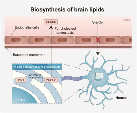 Brain Lipidomics From Function To Disease Part 1 Metware