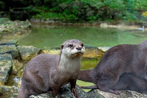 All About Pet Otter Why Otters Are Otterly Wonderful But Terrible