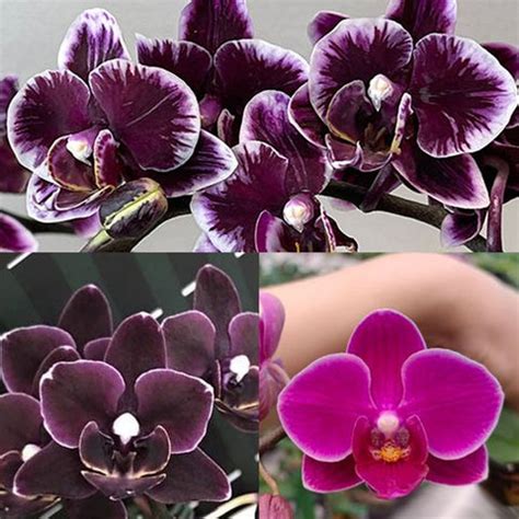 Phal. Miki Black Angel'364' 美琪黑天使 '364'[APR Pre-Order] – Orchidmart
