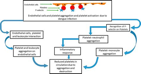 Prophylactic Platelet Transfusion Plus Supportive Care 55 Off