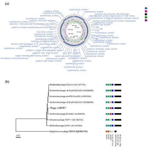 Phage Genome Characterization A Circular Genome Map Of Phage VABPW7