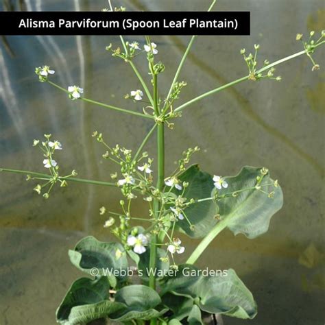 Alisma Variety Shallow Water Pond Plants Bare Root Webbs Water Gardens