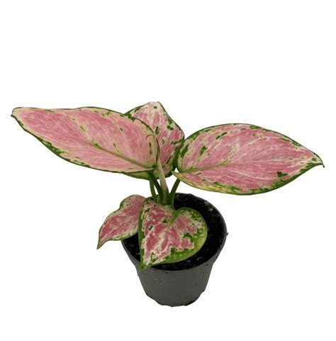 Chinese Evergreen Red Zirkon And Aglaonema Commutatum And Houseplant Uk