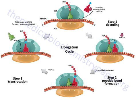 Protein Synthesis Translation Diagram Labeled