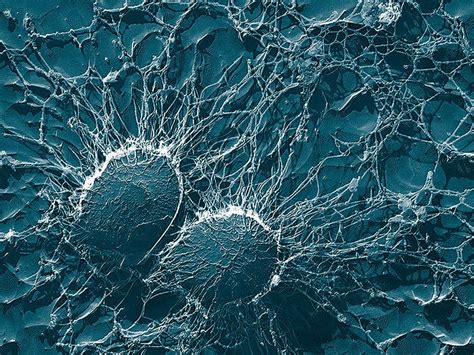 The Microscope And Cell Types By Christi Joyner