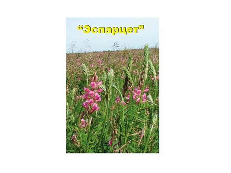 Купить Эспарцет (в мешке) 25кг ТМ СЕМЕНА УКРАИНЫ BP, цена 1814 грн ...