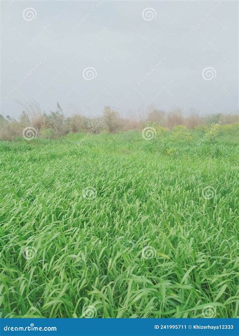 Beautiful Secen Stock Photos - Free & Royalty-Free Stock Photos from ...