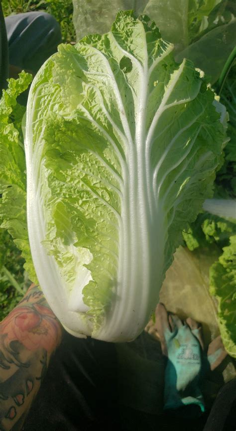 1166 Best Napa Images On Pholder Wine Room Porn And