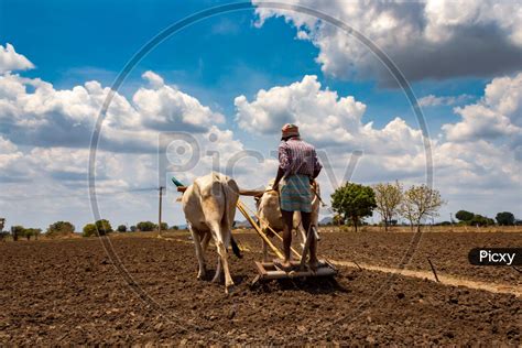 Image Of Farmer Ploughing The Field With Cows And Plough YQ536352 Picxy