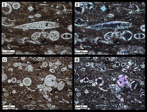 9 Continued E Transversal Section Of Echinoderm Spine Under Plane Download Scientific Diagram
