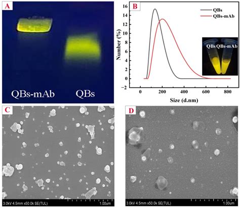 Molecules Free Full Text Lateral Flow Immunoassay Based On Quantum
