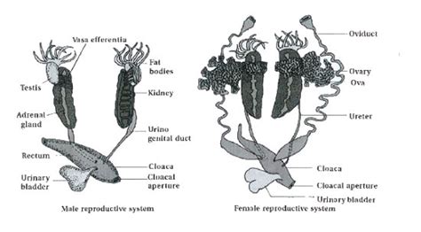 Do Frogs Have Testicles