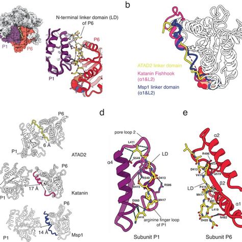 Structure Of The Atad2 N Terminal Linker Domain Ld A Position Of The Download Scientific