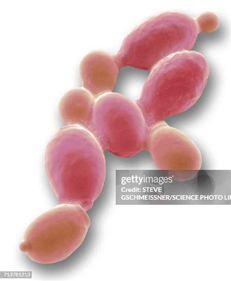 Yeast Cells Sem Photos And Premium High Res Pictures Getty Images