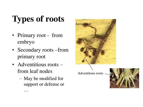 PPT Roots Stems And Leaves PowerPoint Presentation Free Download ID