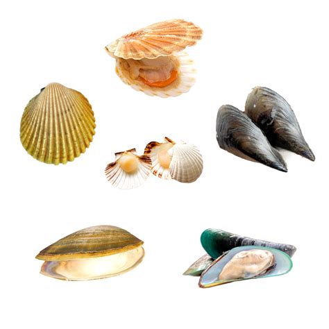 Bivalves Pt Portal Binis Global