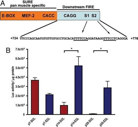 The Tni Surefire Chimeric Enhancer Drives Transcription In Adult Fast