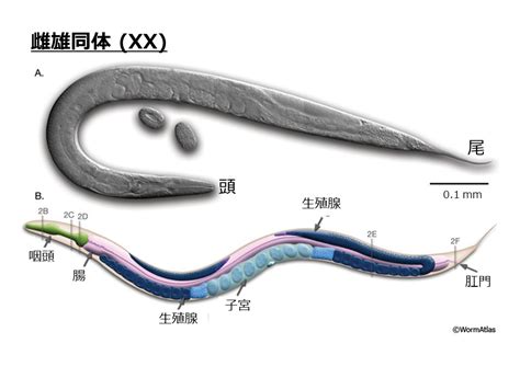 線虫化学走性 線虫c Elegans 特徴 Hpjdfi