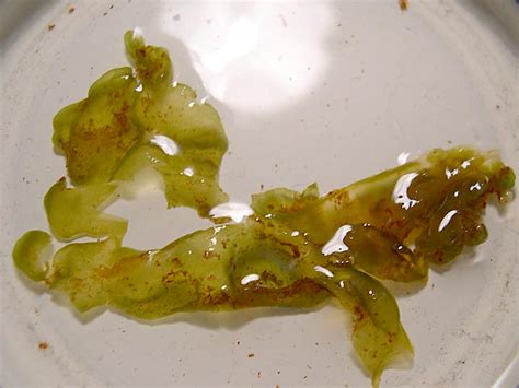 Cyanobactérie Nostoc Commune Vauch Ex Born And Flash