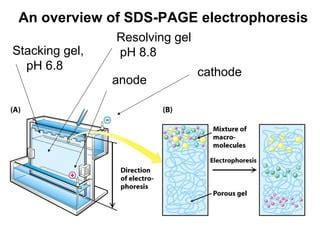 SDS Page Lecture PPT
