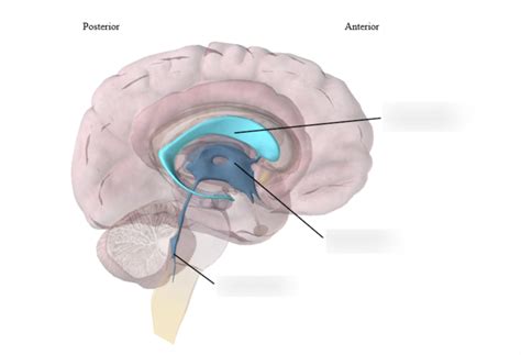 Aandp2 Brain Ventricles Diagram Quizlet