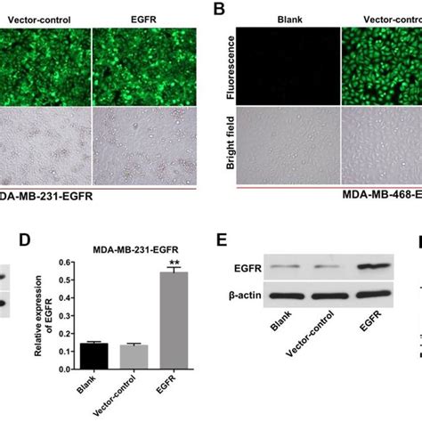 Overexpression Of Egfr In Tnbc Cells A Mda Mb 231 B And Mda Mb 468