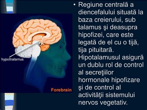 Ppt Sistemul Endocrin Powerpoint Presentation Free Download Id 3795023