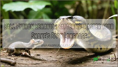 Ball Python Behavior Patterns Master Your Snake S Body Language
